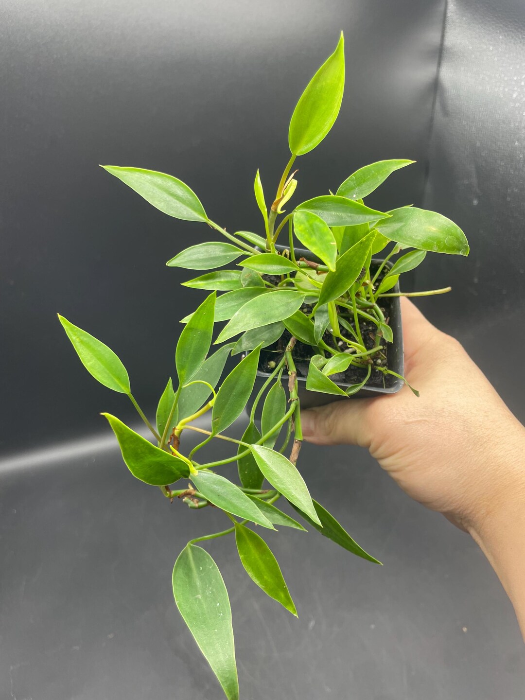 3” FRILLY PHILLY Philodendron Plant Pot - Heartleaf Mutation - Philo ...