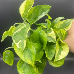 4 Lizard Queen Pothos Plant Pot Rare Cultivar Houseplant Yellow and ...