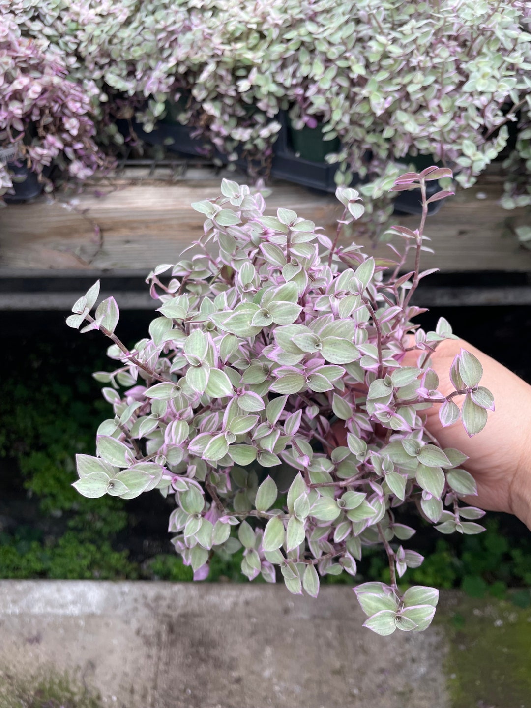 3.5 Bushy Callisa Repens extreme Weather Shipping Included - Etsy