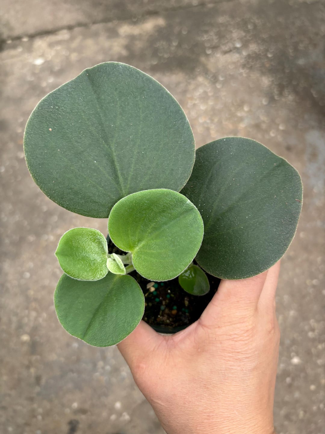 4” INCANA Peperomia Pot - Felted Pepperface Plant - White Hairs With ...