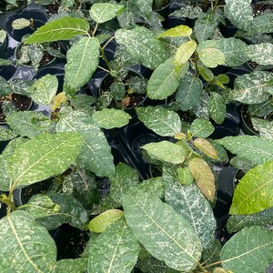 4 Ficus Clown Fig Pot Ficus Aspera Rare Houseplant - Etsy