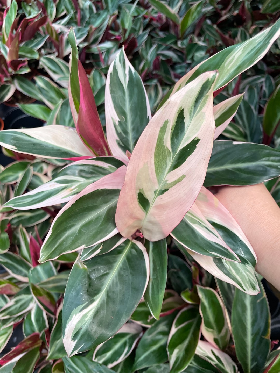 4” Triostar Stromanthe Plant Pot - Beautiful Coloration of Pink Red ...