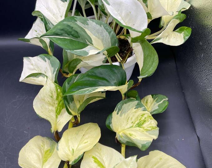 6” IVORY KNIGHT Pothos Hanging Basket - Super RARE Epipremnum Aurea ...