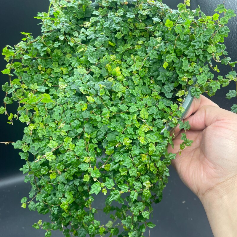 String of Frogs - Etsy