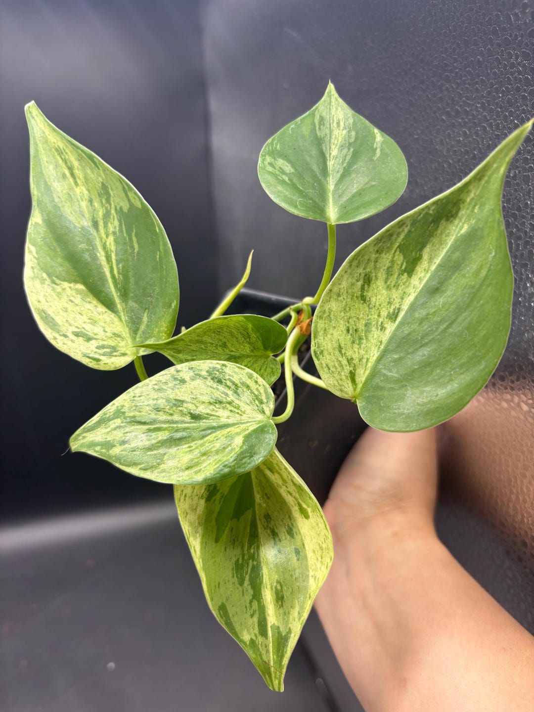 3” VARIEGATED HEARTLEAF Philodendron Pot - Rare Plant - Rooted Foliage ...