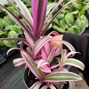 4” RHOEO RAINBOW Tradescantia Pot - Spathacea Wandering Dude Pot ...