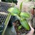 3” Sooo (TM) Silver Scindapsus Plant Pot - NEW CULTIVAR - Lush ...