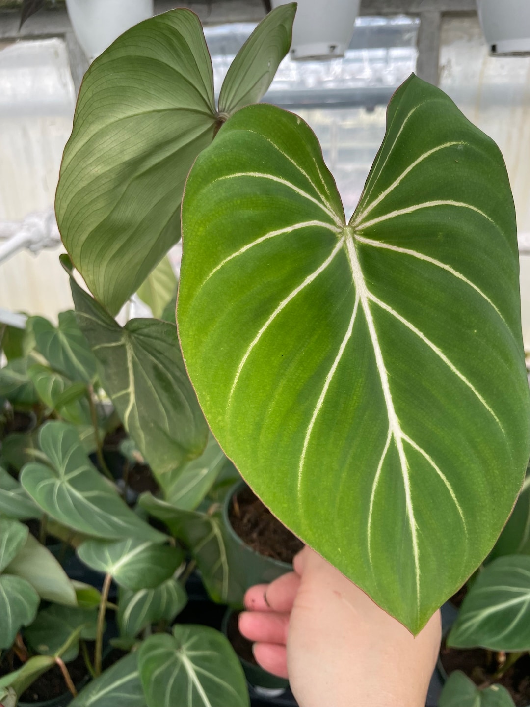 4 Gloriosum Philodendron Pot Rare Houseplant - Etsy