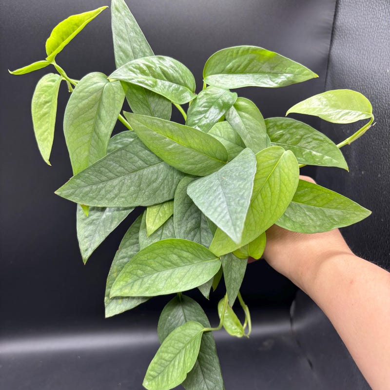 Cebu Blue Pothos - Etsy