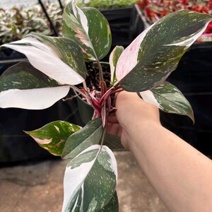 4” RED MEDUSA (TM) Philodendron Pot - New Cultivar With Highest ...