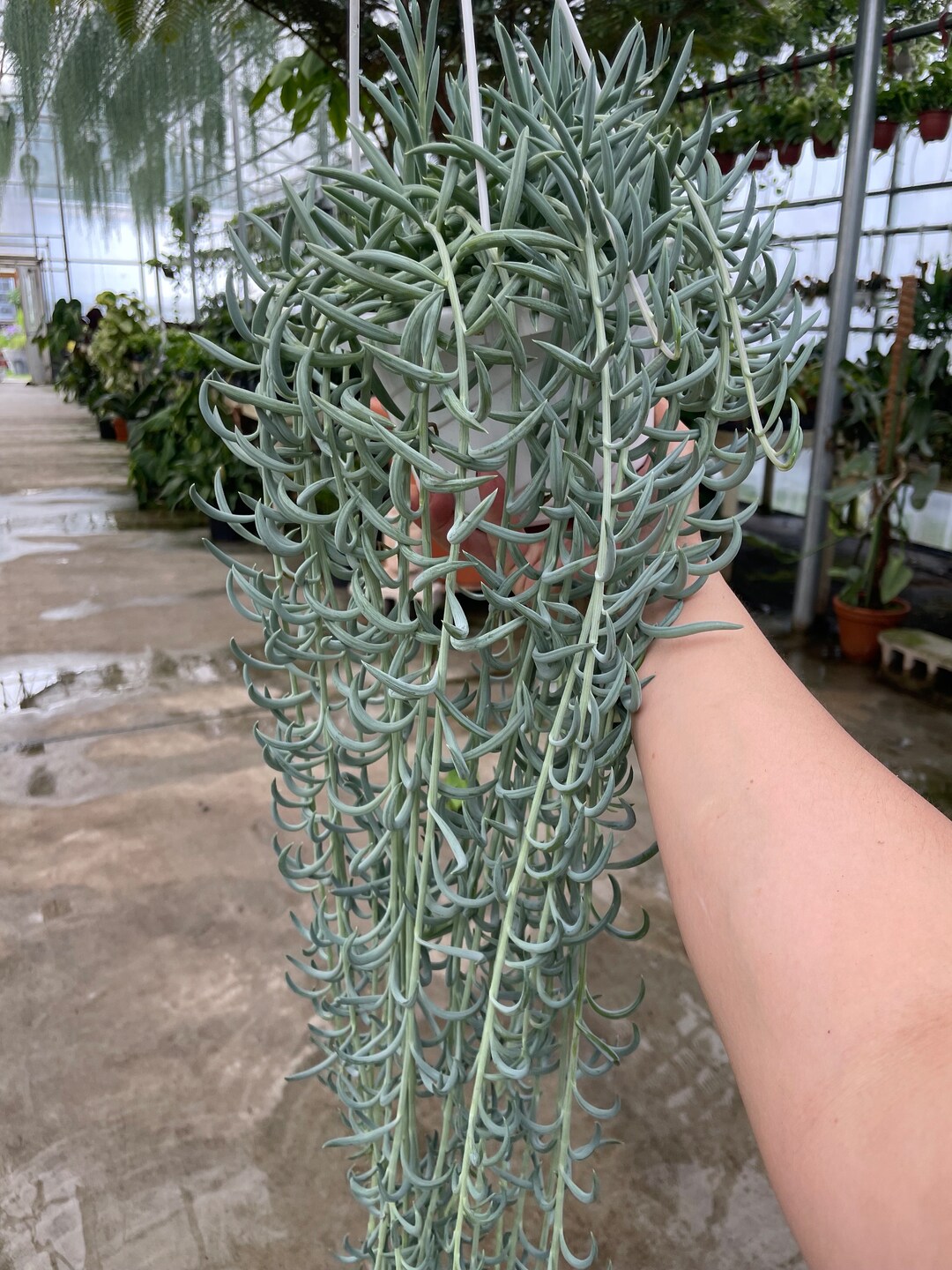 6 String of Fish Hooks Hanging Basket Super Long Uncommon Trailing ...