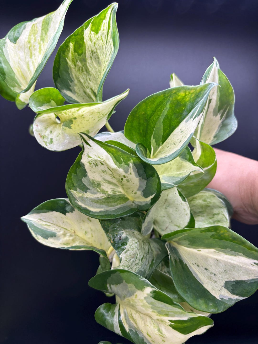 4” Manjula Pothos Plant Pot - Epipremnum Aurea - Many Rooted Strands ...