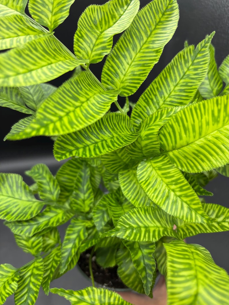 4” STRIPED BAMBOO FERN “golden Zebra” Plant Pot - Multiple Growth and ...