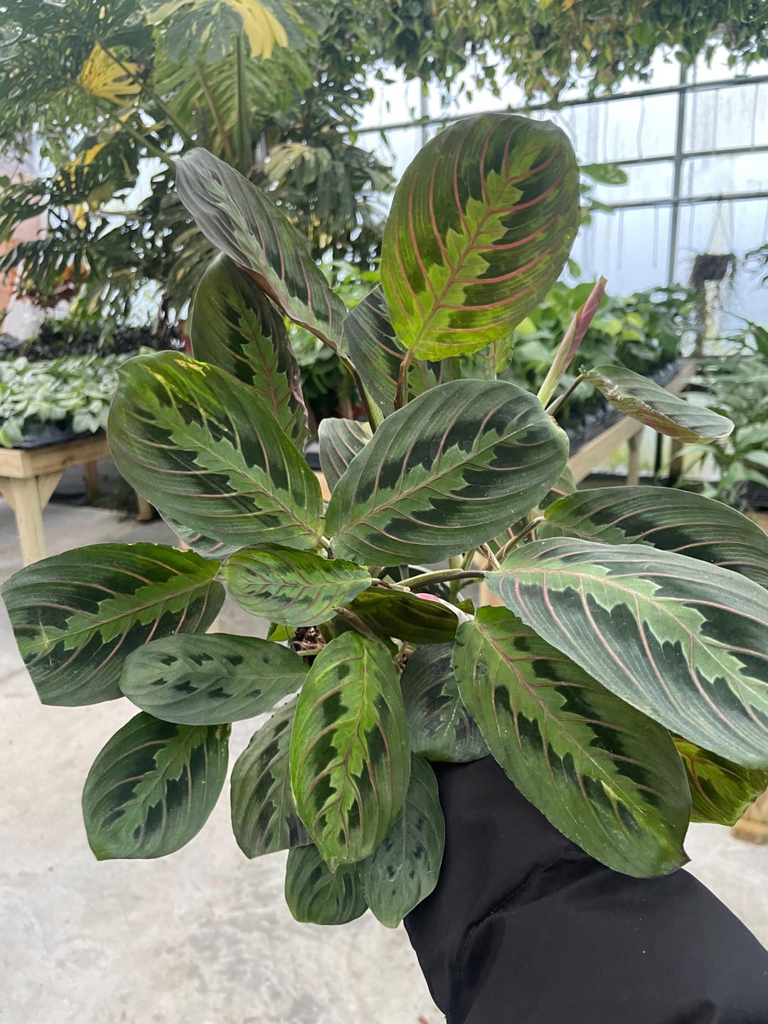 4” Red Maranta Calathea Pot - Beautiful Pattern Red Vein Leaves ...