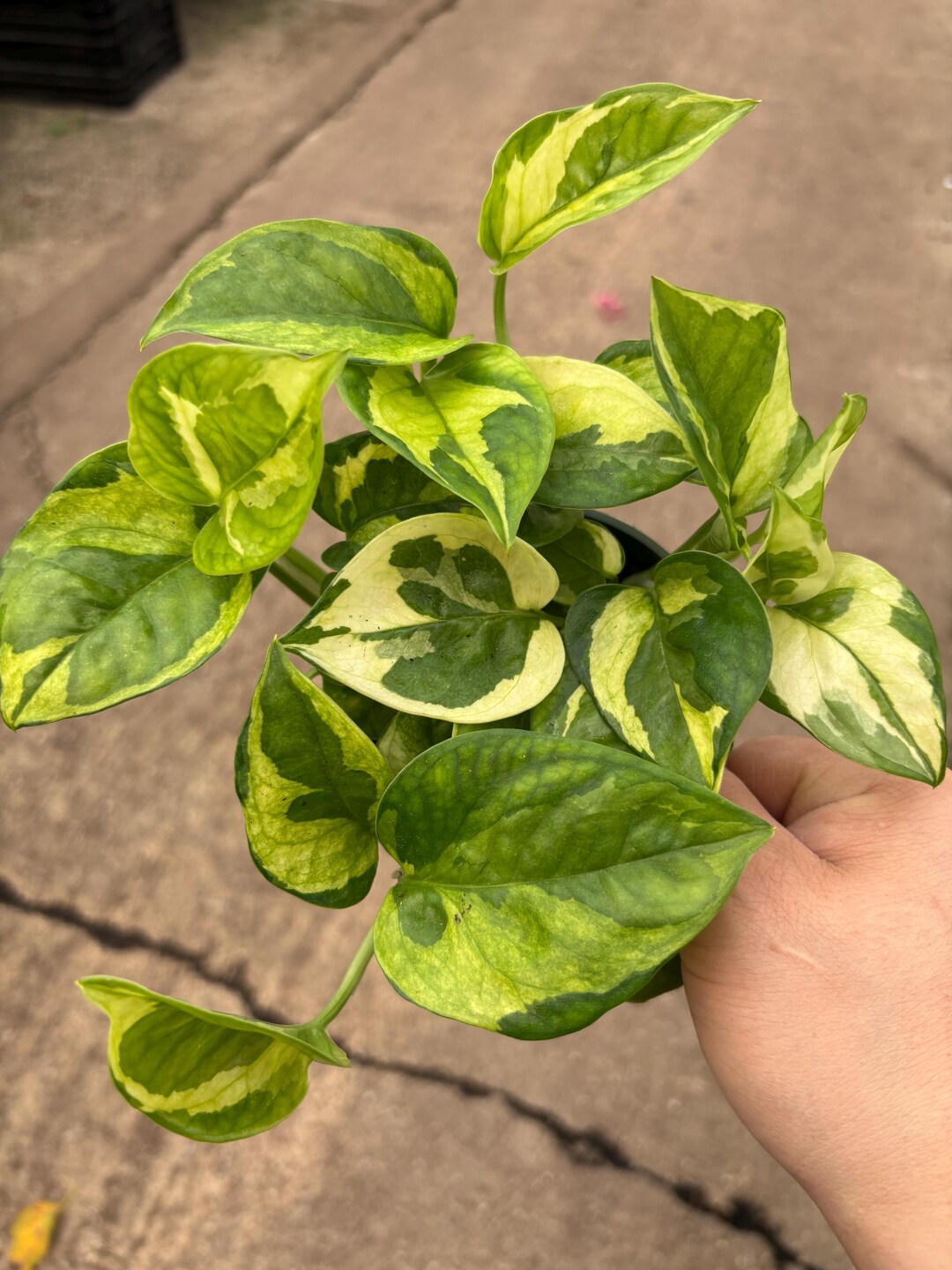 4” Lizard Queen Pothos Plant Pot - Rare Cultivar Houseplant - Yellow ...