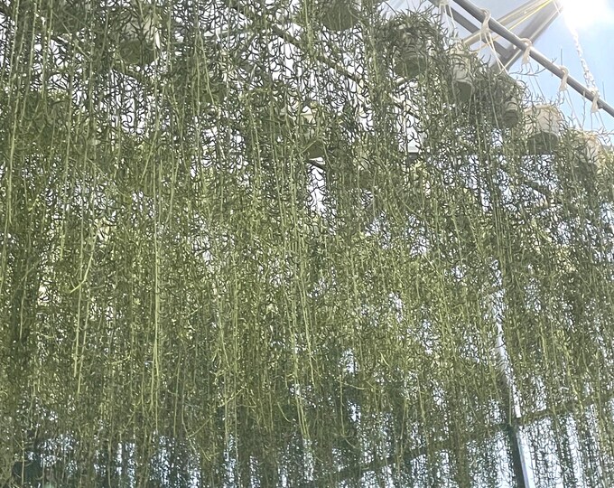 6 String of Fish Hooks Hanging Basket Super Long Over 4 Feet Uncommon ...