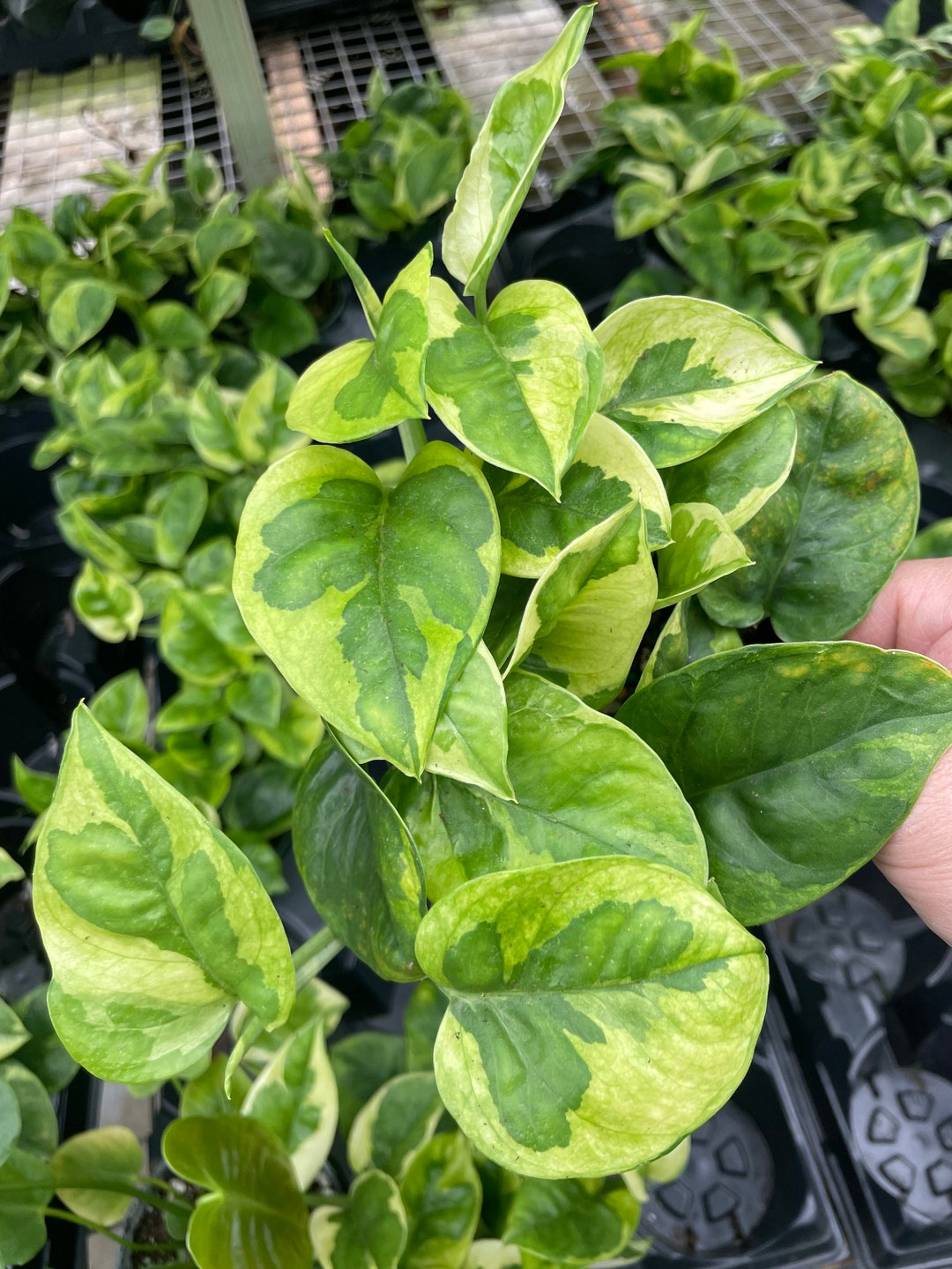 4 Lizard Queen Pothos Plant Pot Rare Cultivar Houseplant Yellow and ...