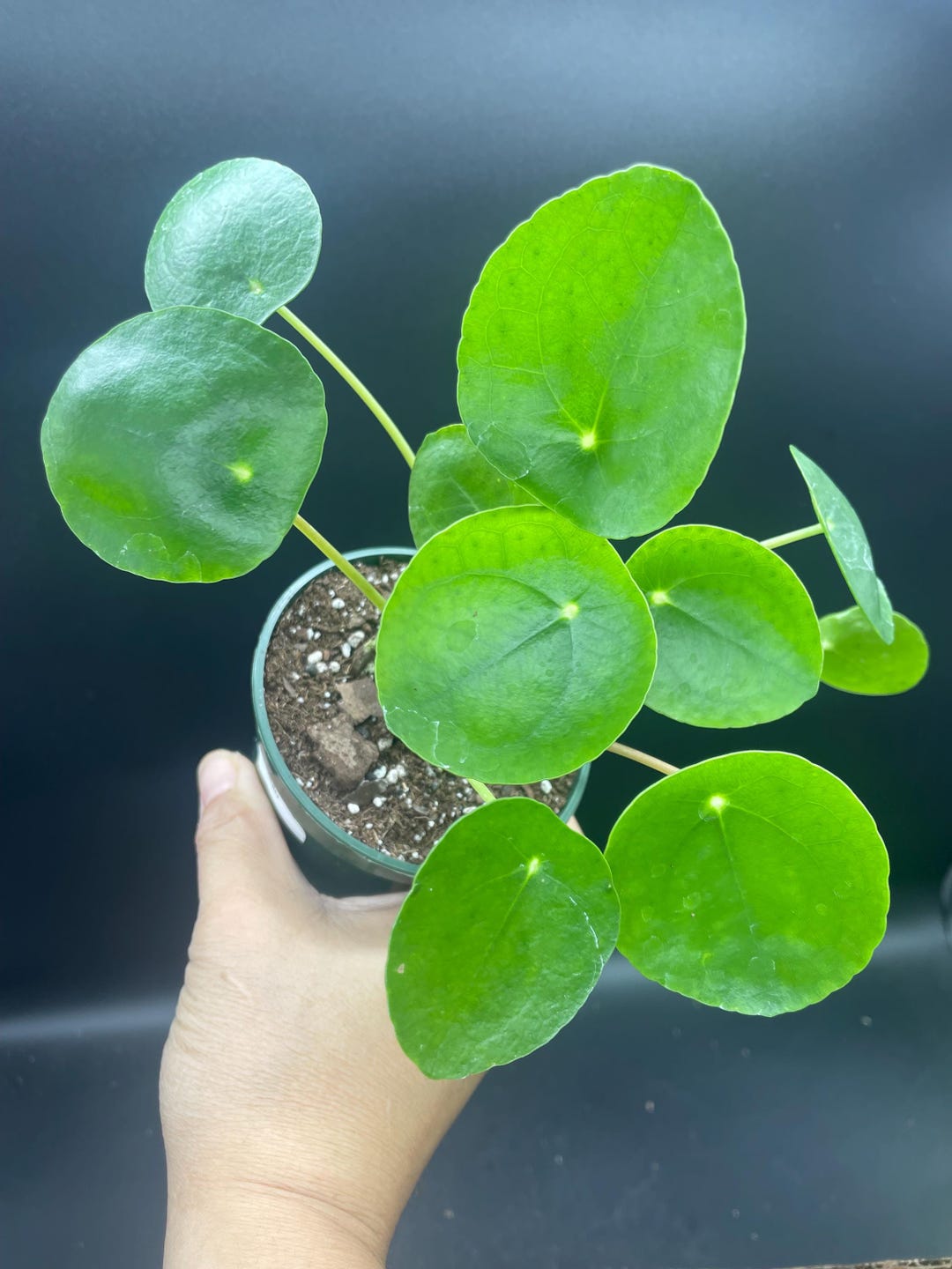 4” Pilea Peperomiodes Pot - Chinese Money Tree Plant - “friendship ...
