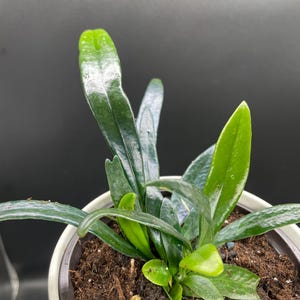 4” Blue Oil Fern Pot With Multiple Plants and Growth - Rare Microsorum ...