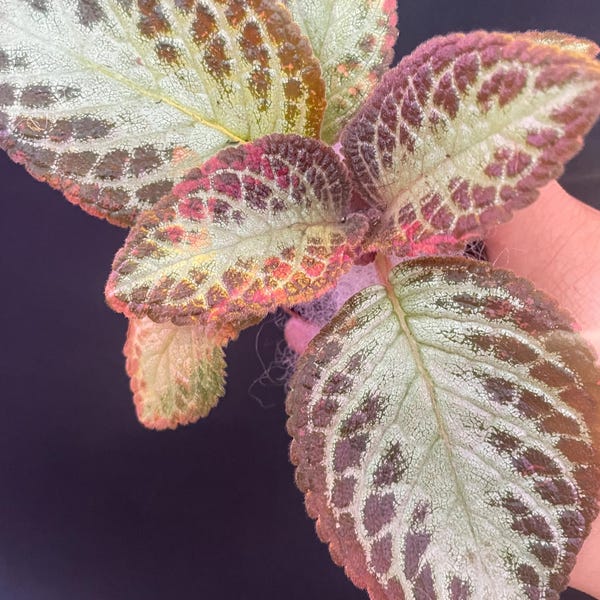 Episcia - Etsy