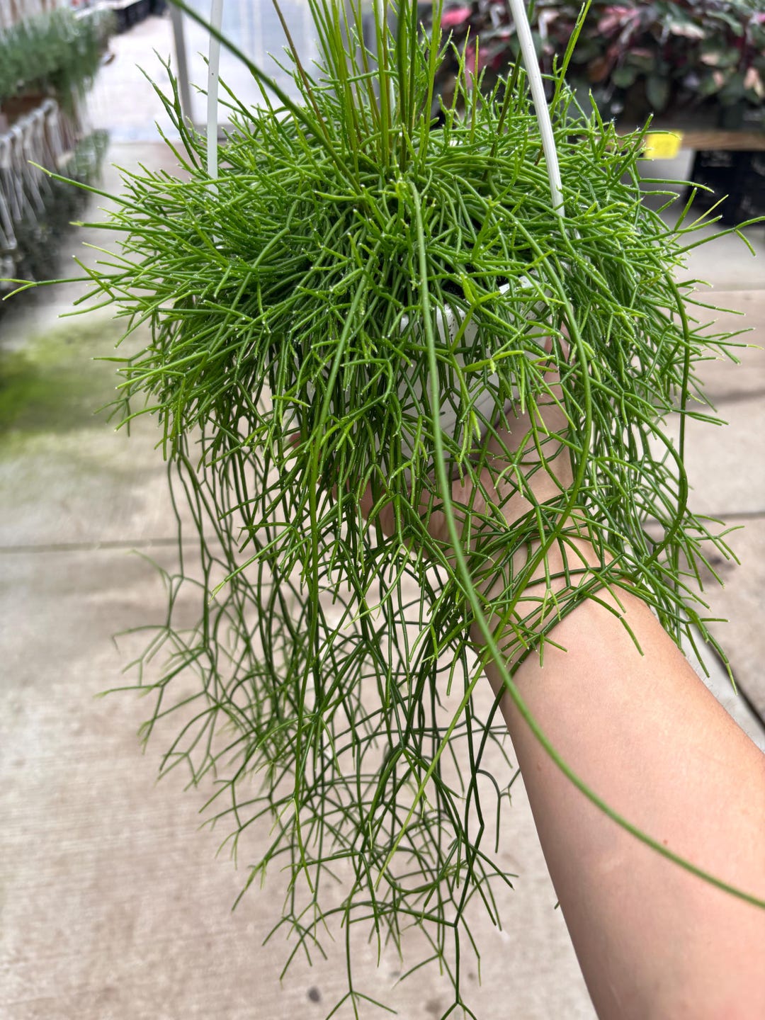 6” Rhipsalis Burchellii Plant Hanging Basket - Rooted and Trailing ...