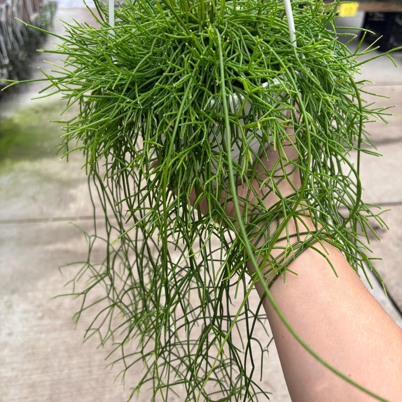 Hanging Mistletoe - Etsy
