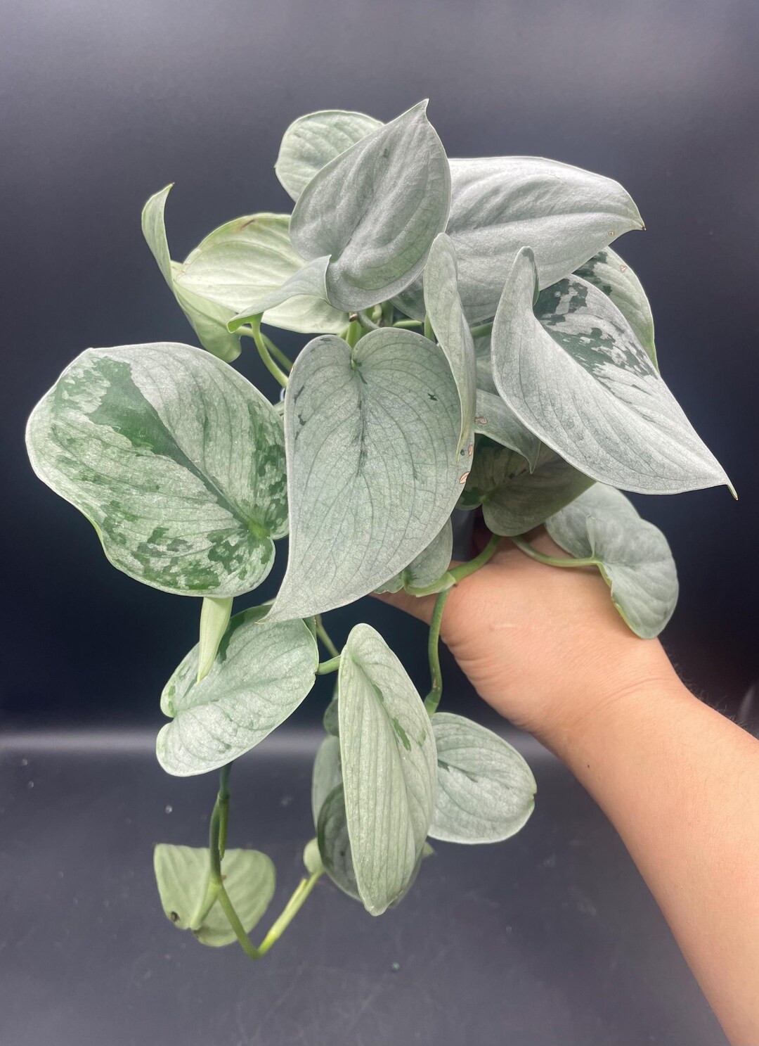 3” Sooo (TM) Silver Scindapsus Plant Pot - NEW CULTIVAR - Lush ...