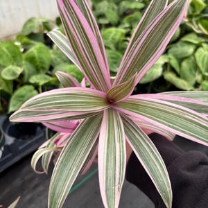 4” RHOEO RAINBOW Tradescantia Pot - Spathacea Wandering Dude Pot ...