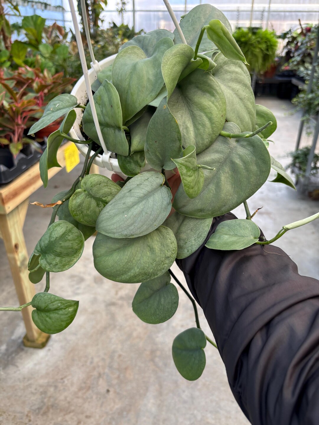 6” SILVER HERO Scindapsus Hanging Basket - Lush Plant - Trailing and ...