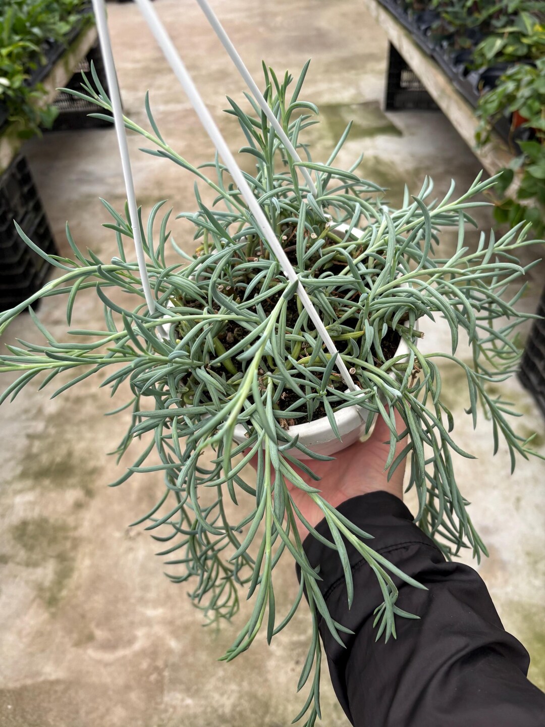 6” String of Fish Hooks Hanging Basket - Uncommon Trailing & Fully ...