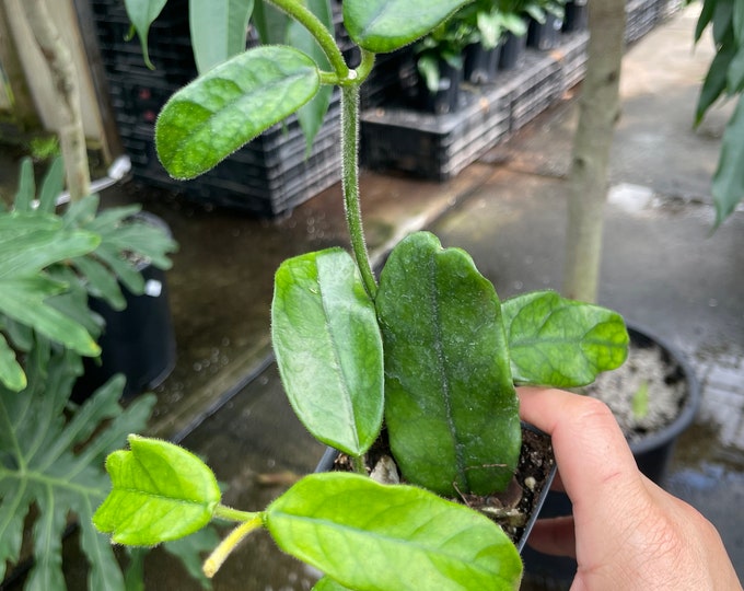 RARE Hoya Sulawesiana Elongated Leaves Exact Plants Rooted - Etsy