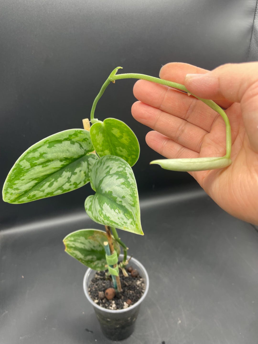 RARE HOLOGRAM Scindapsus Beautiful Coloration & Patterns Foliage New ...