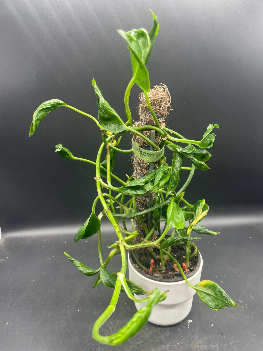 4 Shangri La Trailing & Overgrown Pot EXACT Pothos Plant With Moss Pole ...