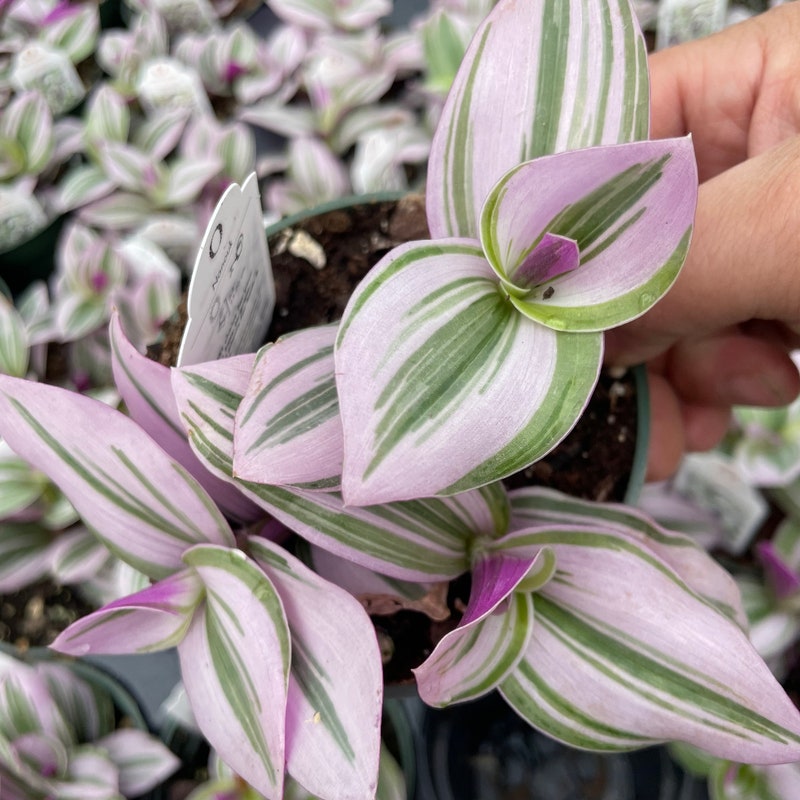 Nanouk Plant - Etsy