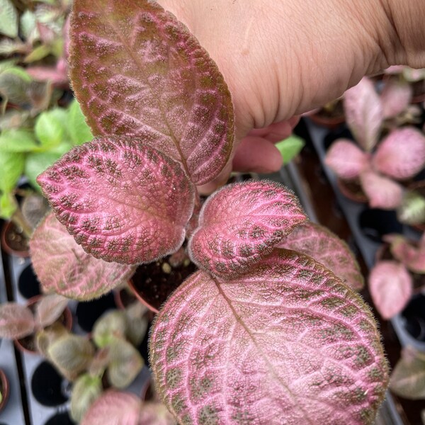 Episcia - Etsy