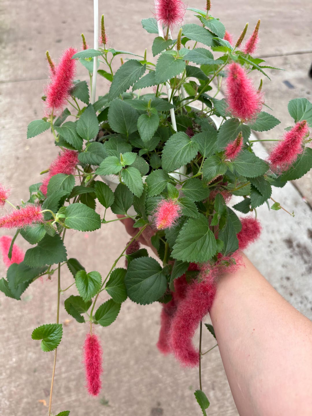6” ACALYPHA HISPIDA CHENILLE Plant Hanging Basket - Bright & Beautiful ...