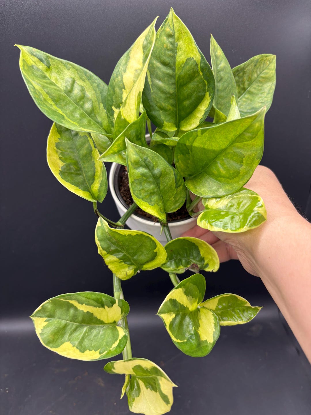 4” Lizard Queen Pothos Plant Pot - Rare Cultivar Houseplant - Yellow ...