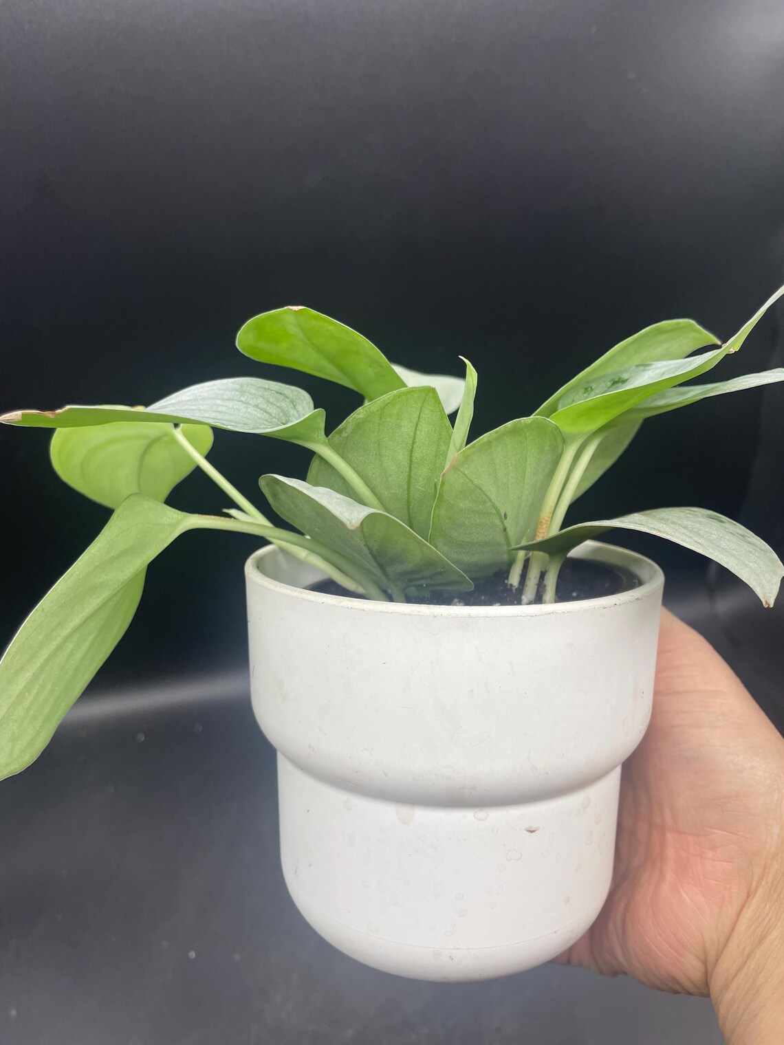 4” Silvery Ann Scindapsus Plant Pot - SILVER - Fully Rooted Silver ...
