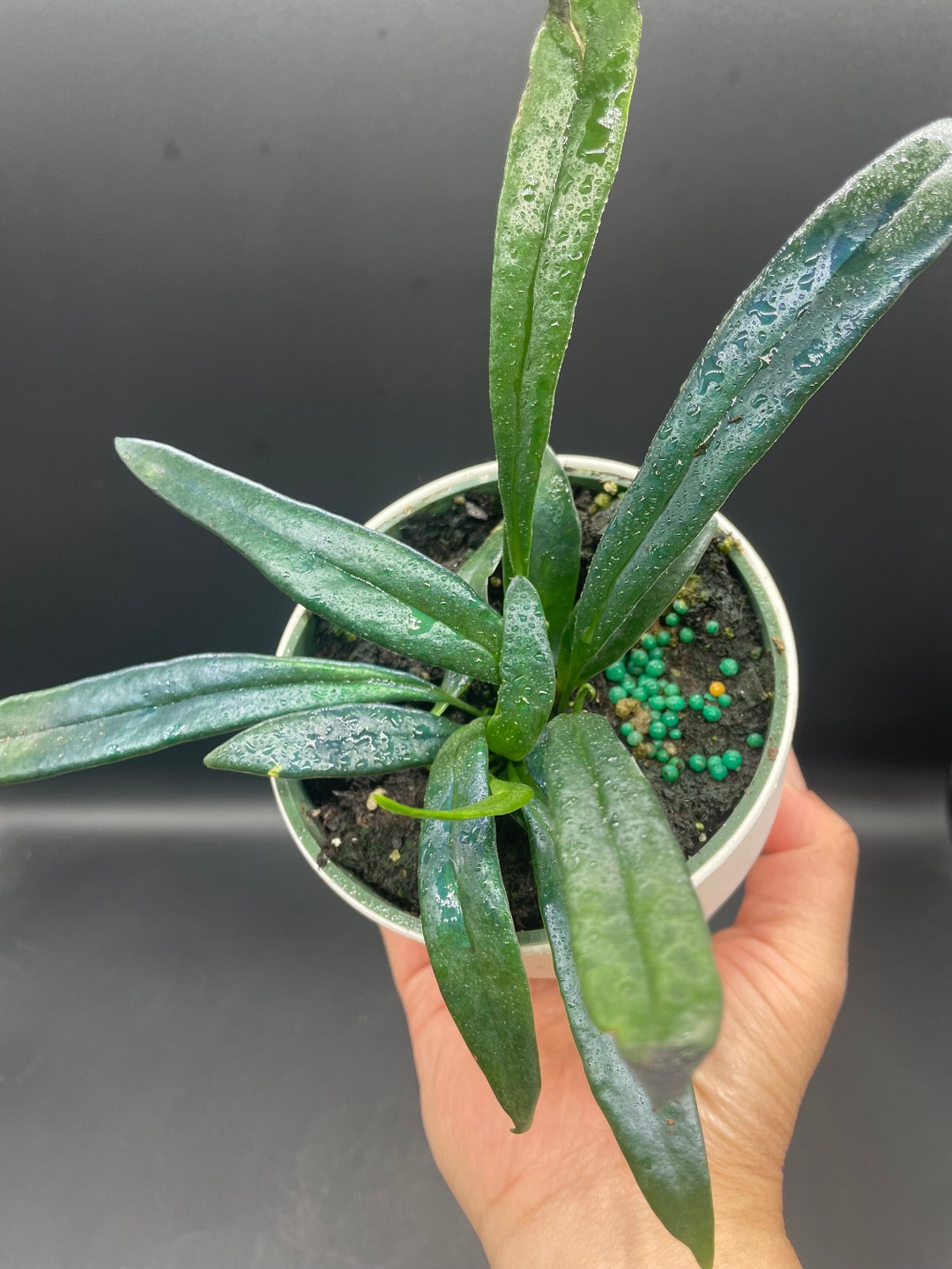 4 Blue Oil Fern Pot With Multiple Plants and Growth Rare Microsorum ...