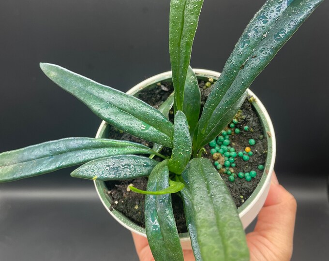 4 Blue Oil Fern Pot With Multiple Plants and Growth Rare Microsorum ...