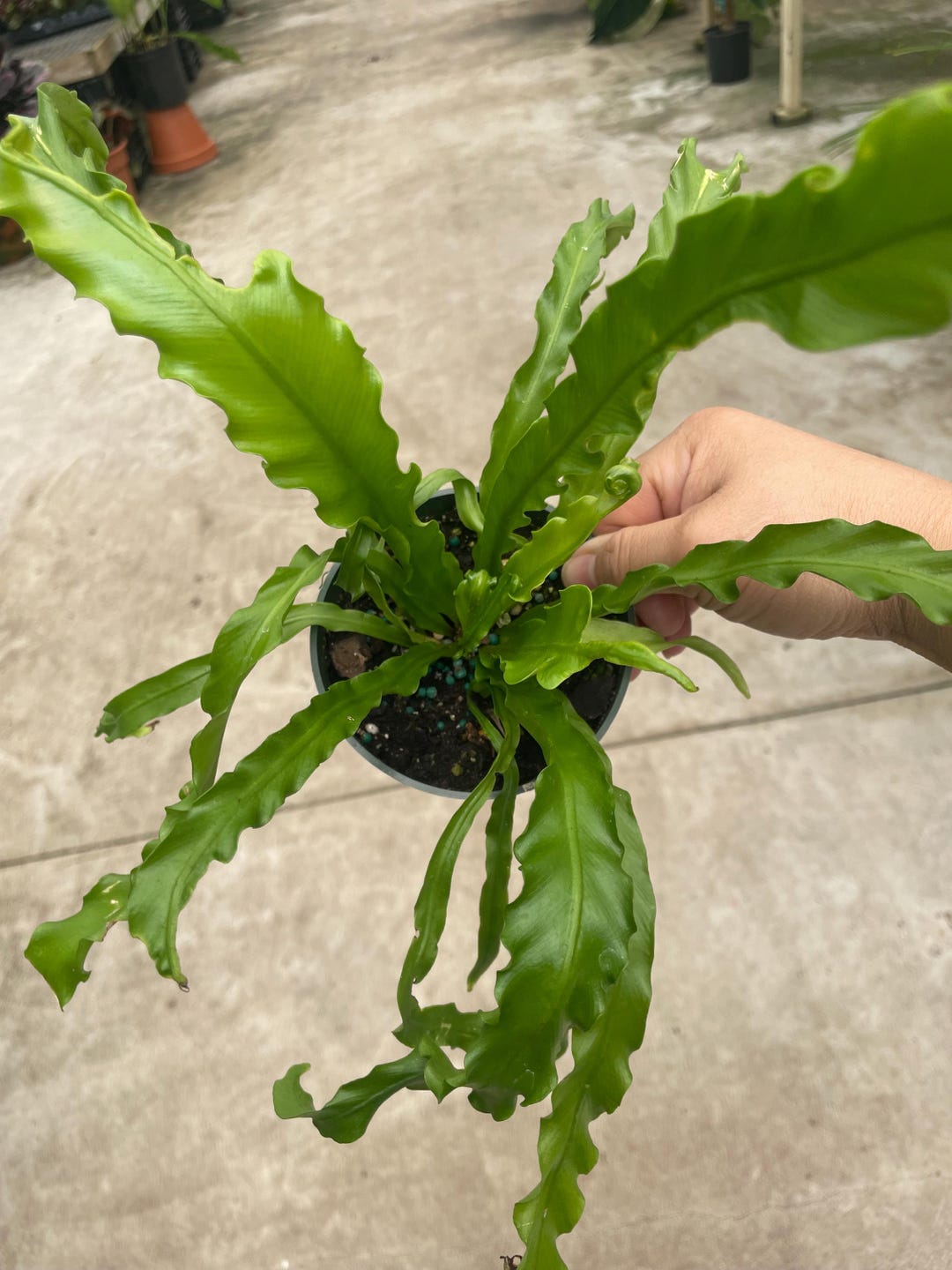 4 Victoria Bird Nest Fern Pot Asplenium Antiquum Houseplant victoria ...