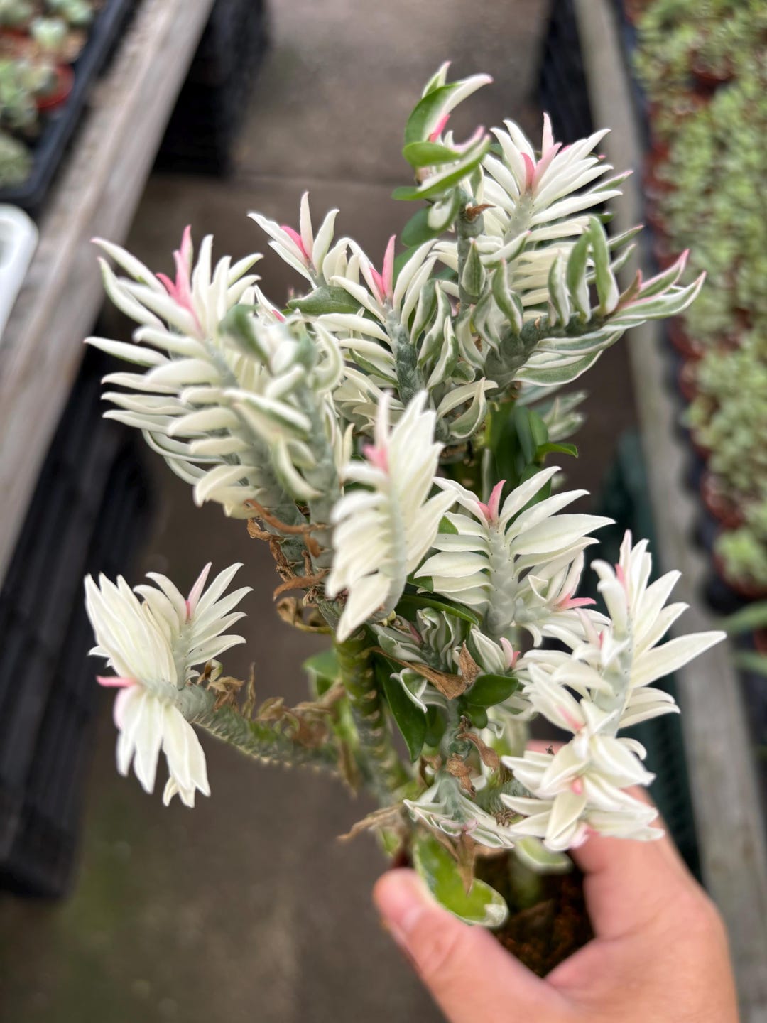 3” VARIEGATED Devil’s Backbone Plant - Euphorbia Tithymaloides ...