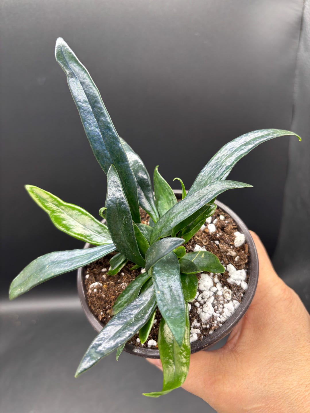 4” Blue Oil Fern Pot With Multiple Plants and Growth - Rare Microsorum ...