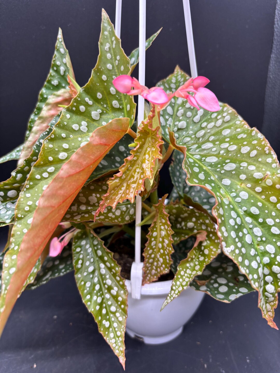 4.5” White Ice Begonia Plant Hanging Basket - Polka Dot - Falling Snow ...