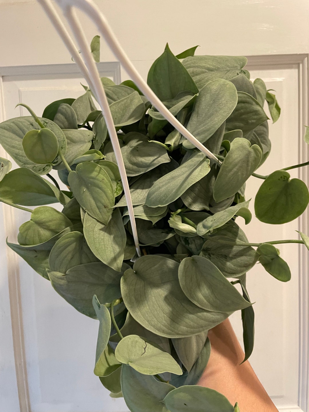 6 Sooo TM Silver Scindapsus Pot NEW CULTIVAR Trailing Hanging Basket ...