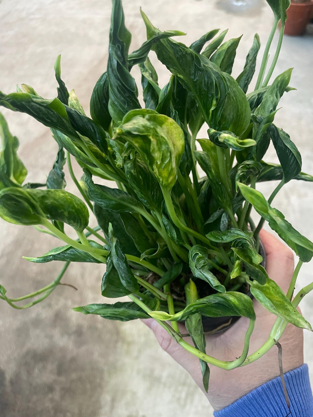 4” Aurea Shangri La Pothos Trailing Plant Pot - Multiple Growth Points ...