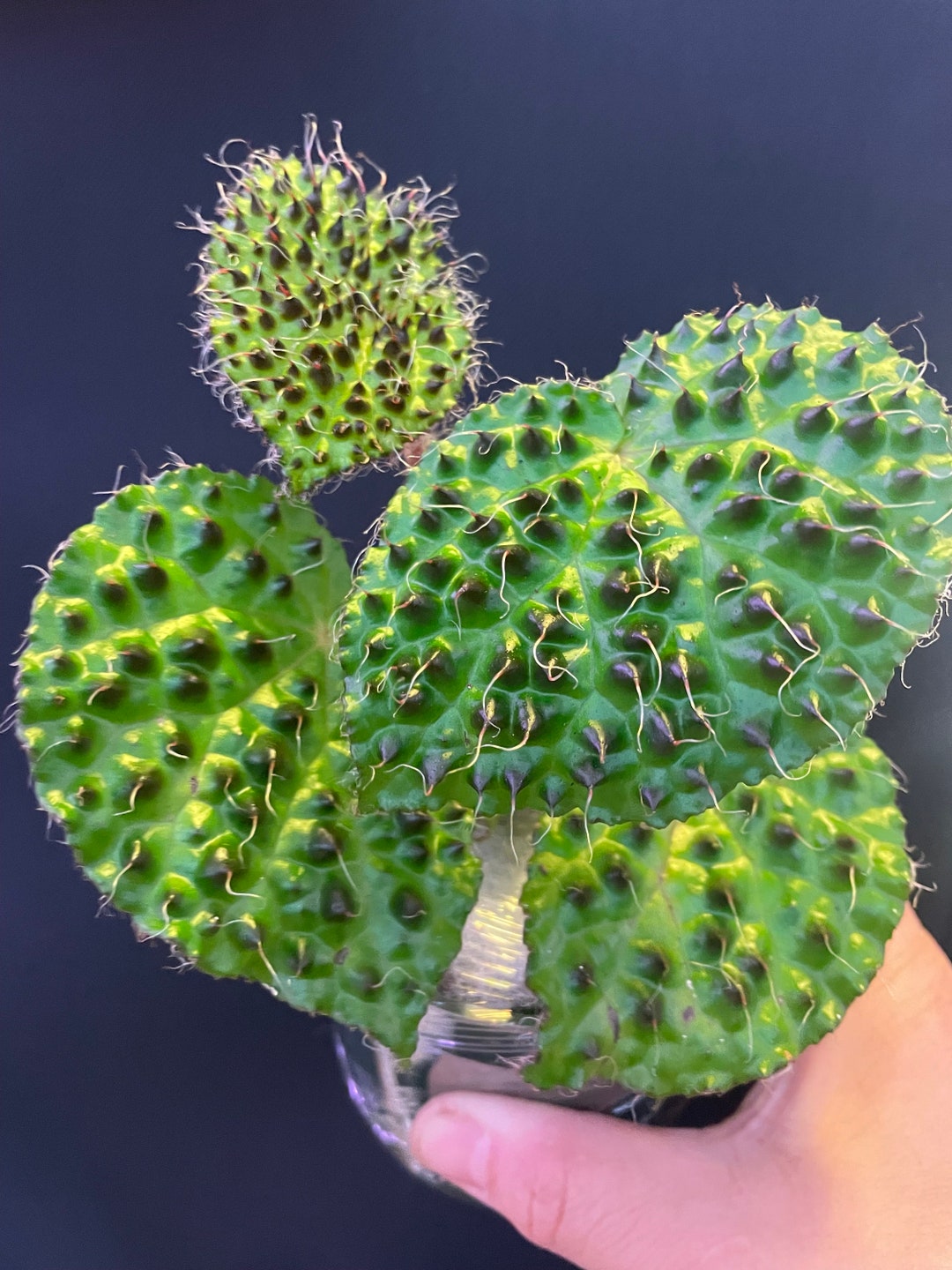 3” Begonia Melanobullata Pot - Black Bullata - Unique and Rare Hairy ...