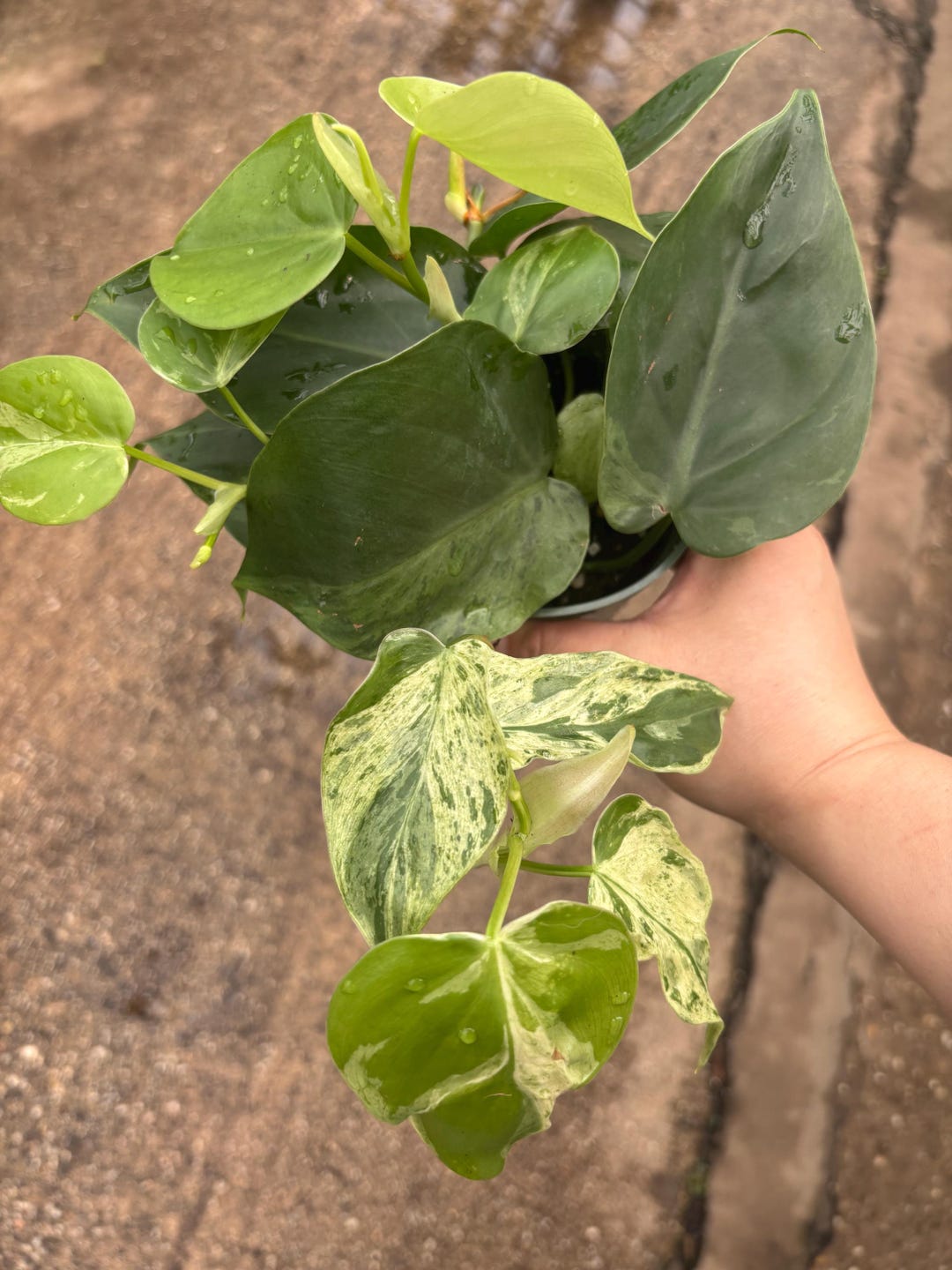 4” VARIEGATED HEARTLEAF Philodendron Pot - Rare Plant - Rooted Foliage ...