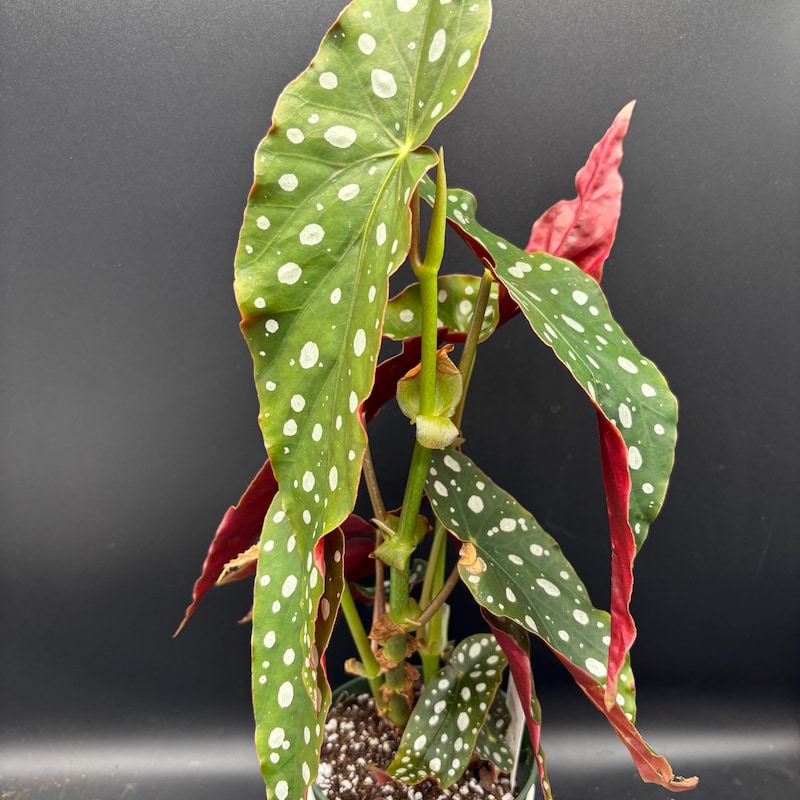 Butterfly Moonlight Begonia - Etsy