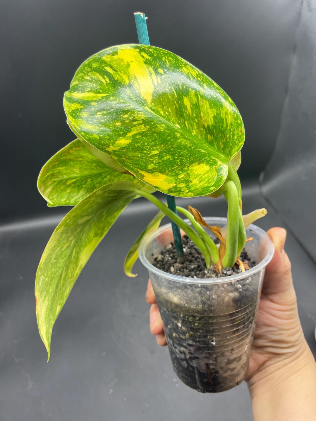 Variegated Congo Nuclear Plant Bright Yellow Orange Green Shades ...